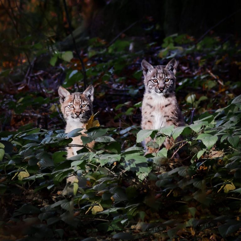 “Two Lynx Kittens” – Frodsham and District Photographic Society