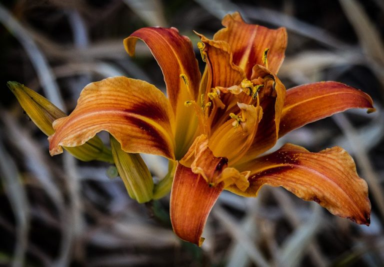 “Day lily” – Frodsham and District Photographic Society