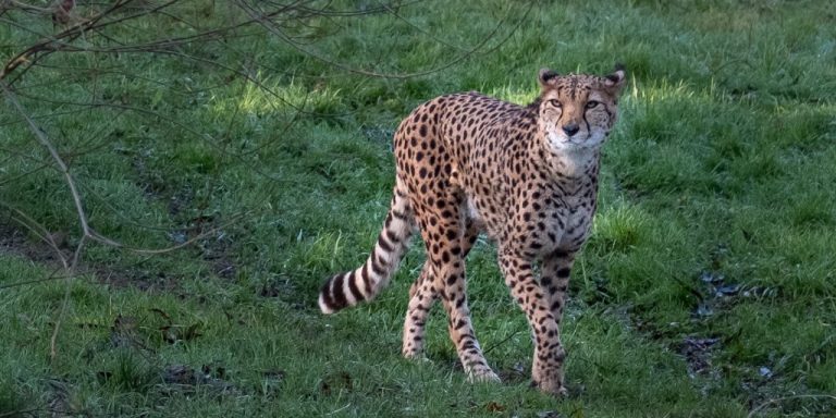 “prowling leopard” – Frodsham and District Photographic Society