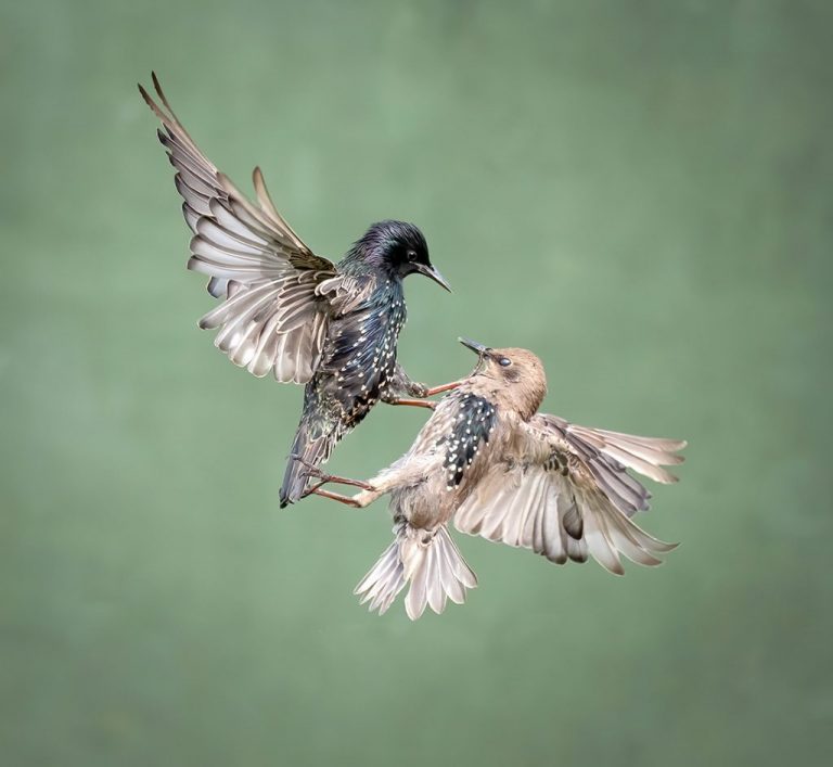 “Squabbling Starlings” – Frodsham and District Photographic Society