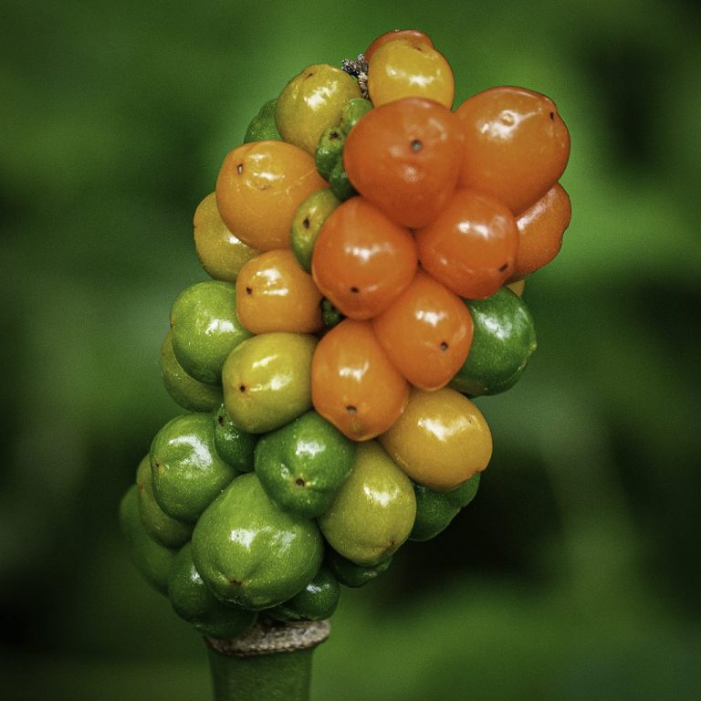 “Fruit of the arum” – Frodsham and District Photographic Society